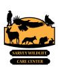 Sarvey Wildlife Care Center Newsletter